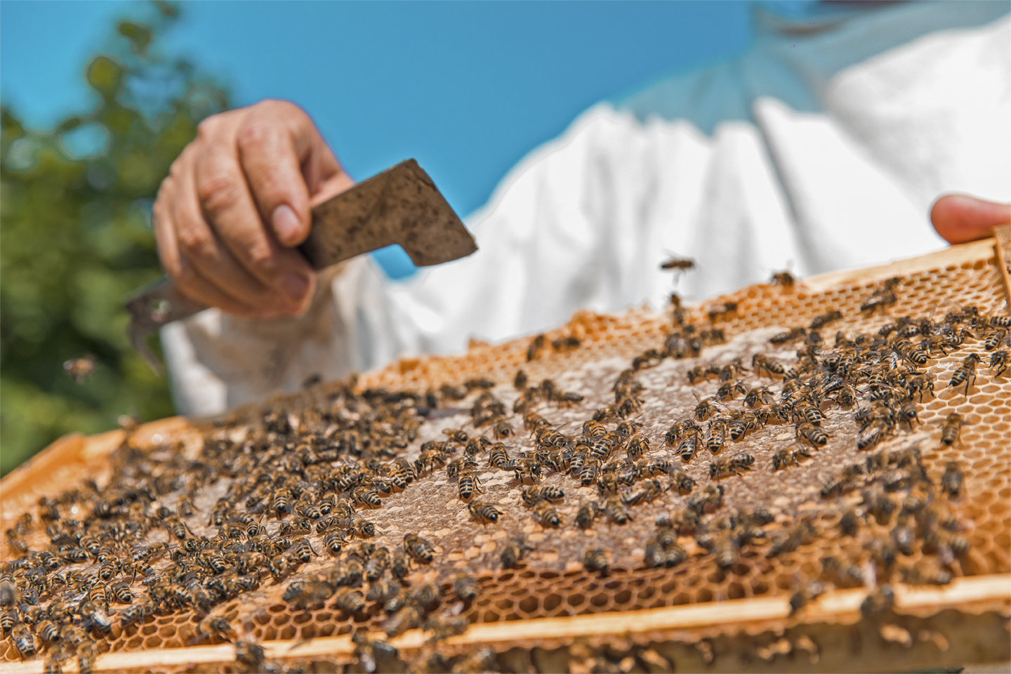 Loque europea - PrimaMiel La cultura de la Miel | Apicultura ...